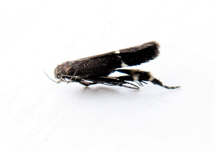 Aproaerema taeniolella | Gelechiid Recording Scheme