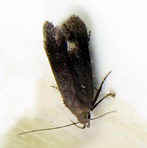 Aproaerema taeniolella | Gelechiid Recording Scheme