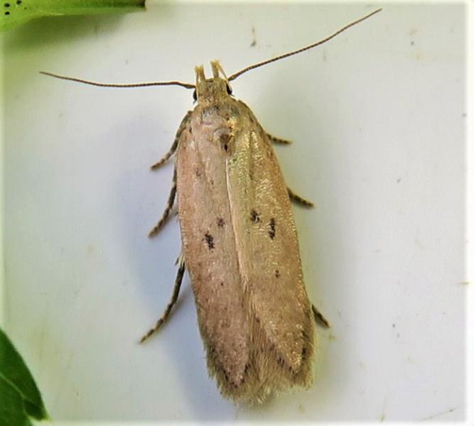 Bryotropha terrella | Gelechiid Recording Scheme