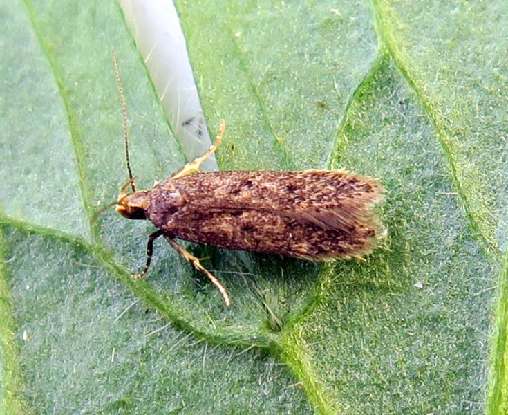 Bryotropha senectella | Gelechiid Recording Scheme
