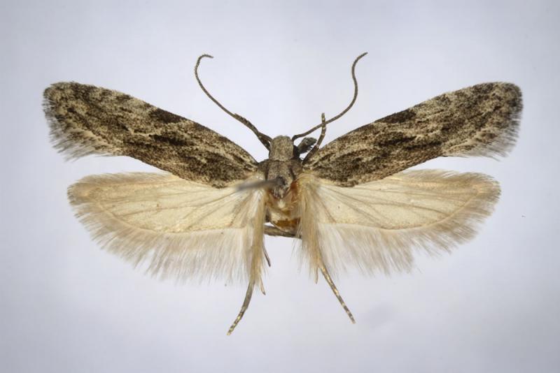 Anarsia lineatella | Gelechiid Recording Scheme